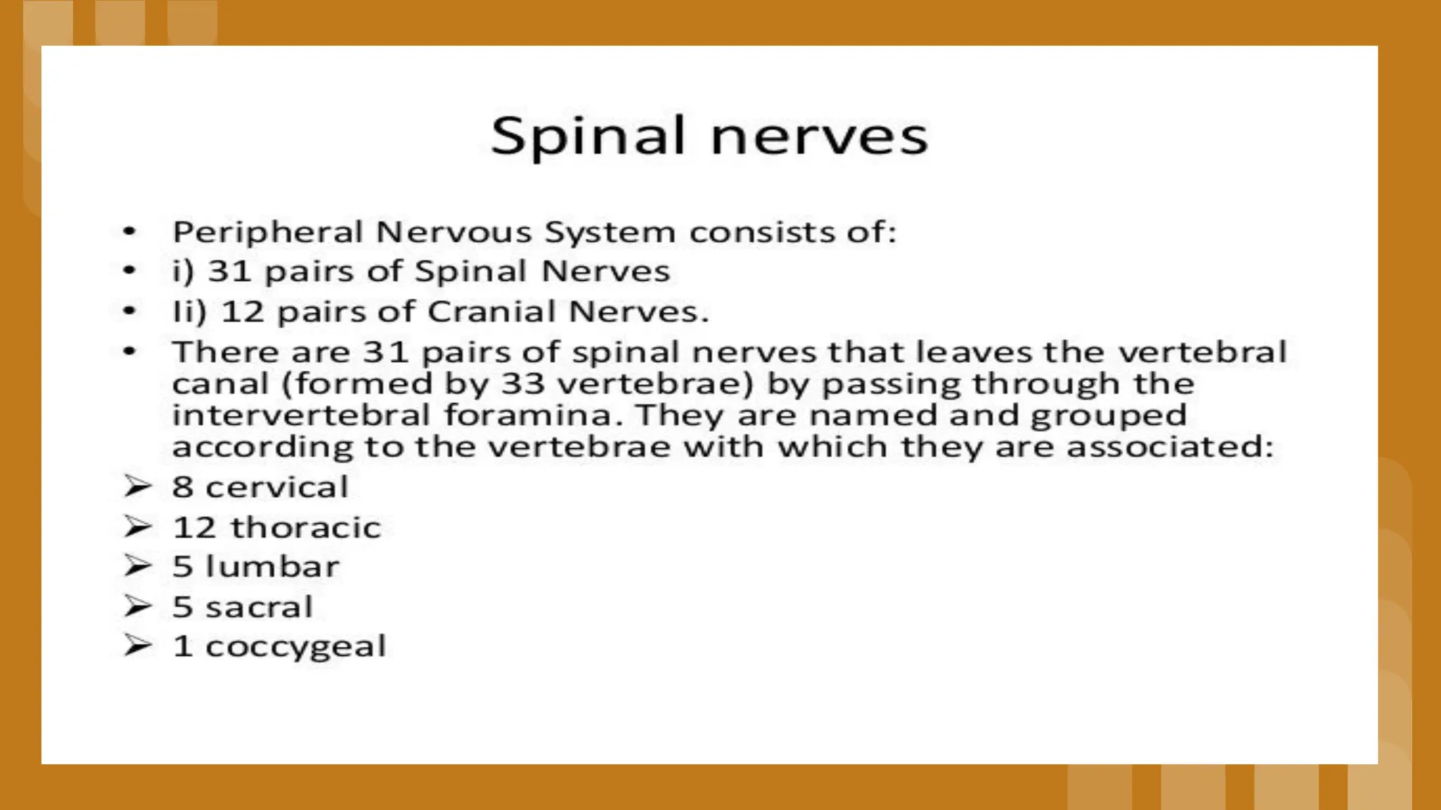 Nervous system , Somatic nervous system, Spinal nerves and it's ...