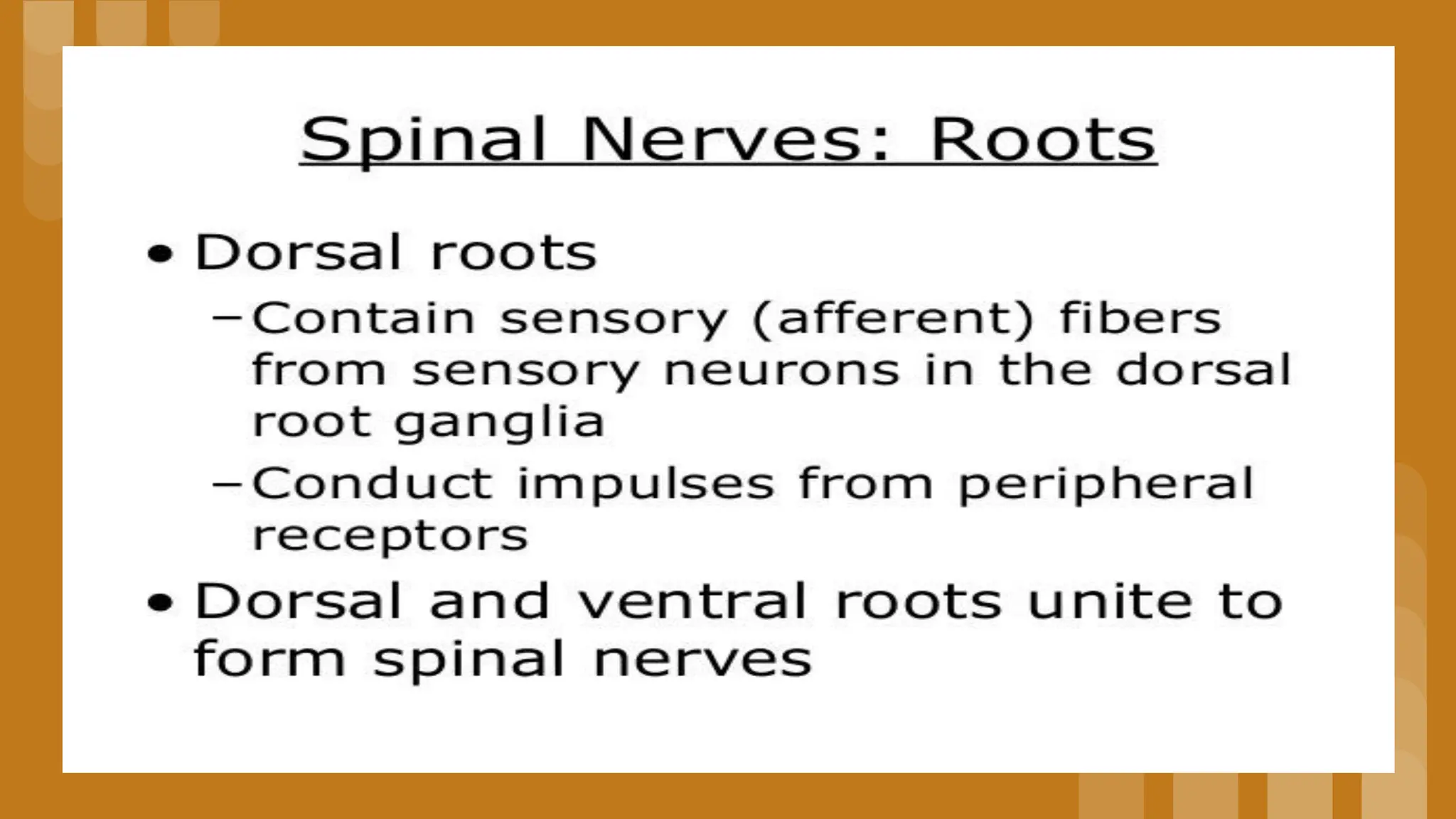 Nervous system , Somatic nervous system, Spinal nerves and it's ...