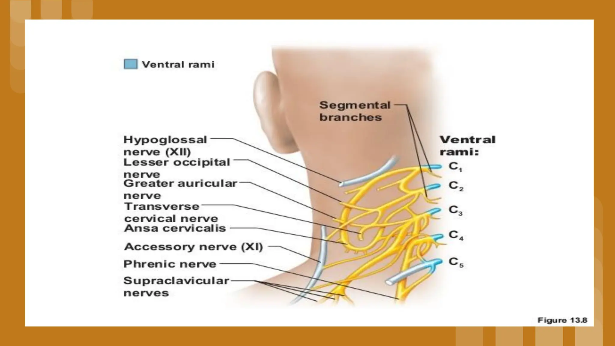 Nervous system , Somatic nervous system, Spinal nerves and it's ...