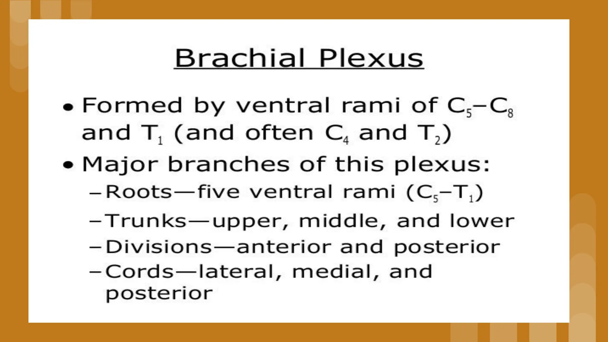 Nervous system , Somatic nervous system, Spinal nerves and it's ...