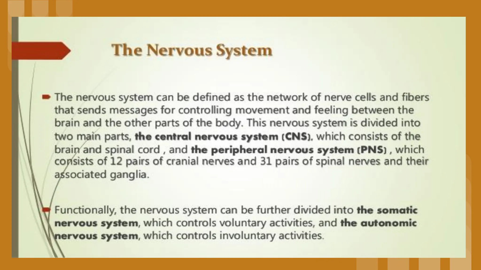 Nervous system , Somatic nervous system, Spinal nerves and it's ...