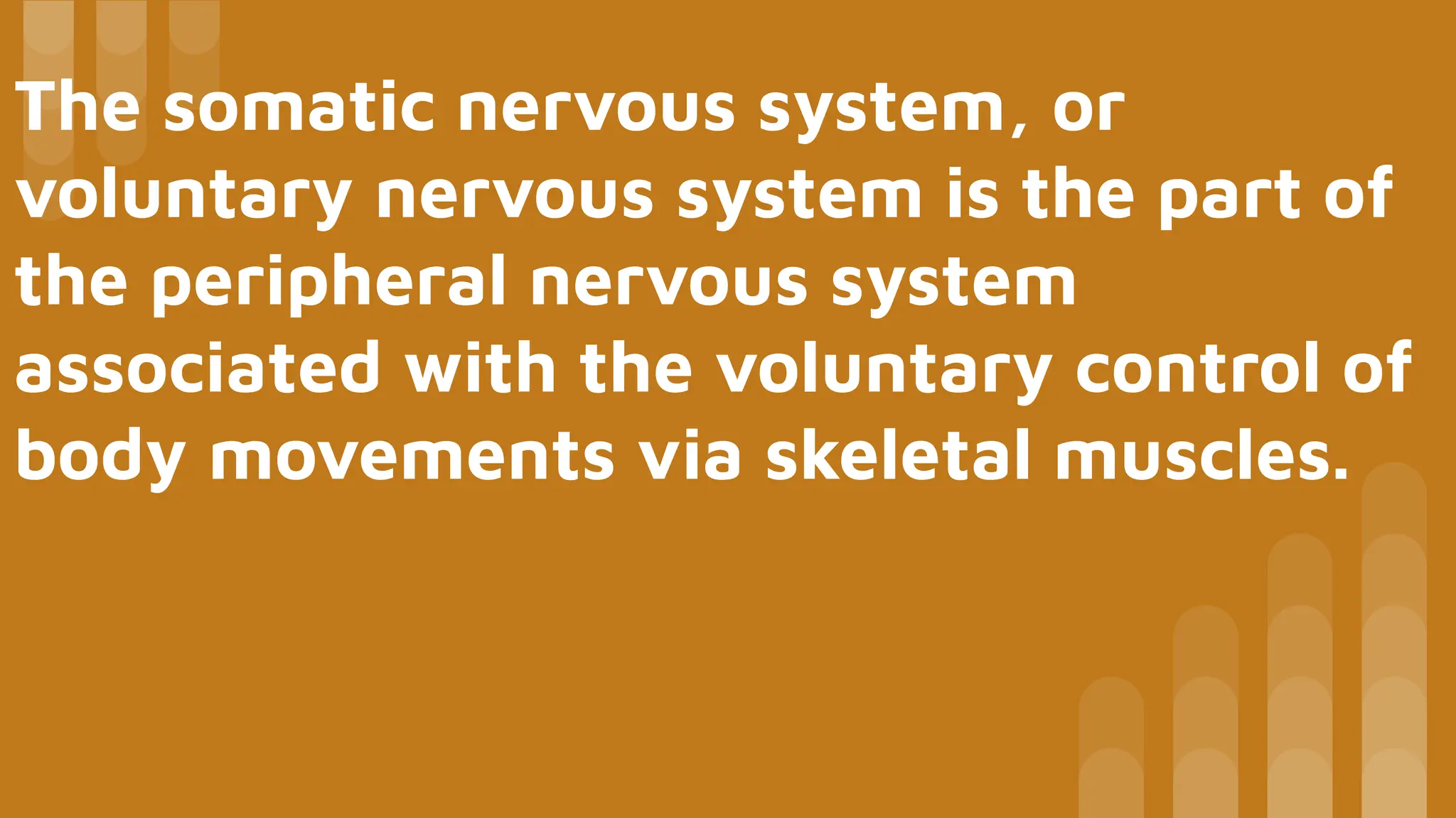 Nervous system , Somatic nervous system, Spinal nerves and it's ...
