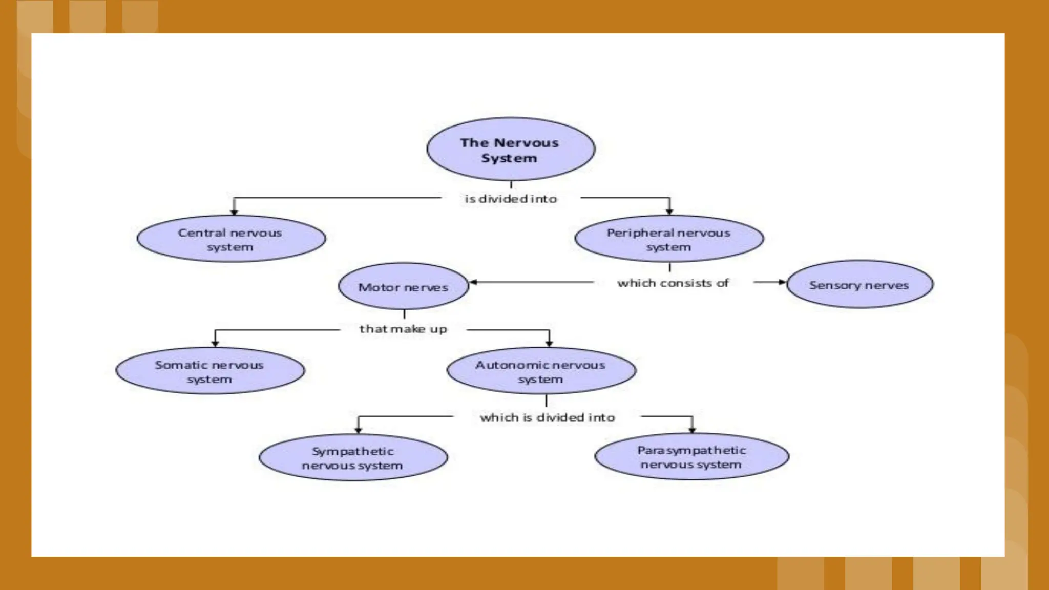 Nervous system , Somatic nervous system, Spinal nerves and it's branches Shahid Khan Group 04 ...