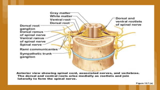 Nervous system , Somatic nervous system, Spinal nerves and it's ...