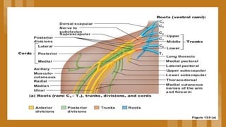 Nervous system , Somatic nervous system, Spinal nerves and it's ...
