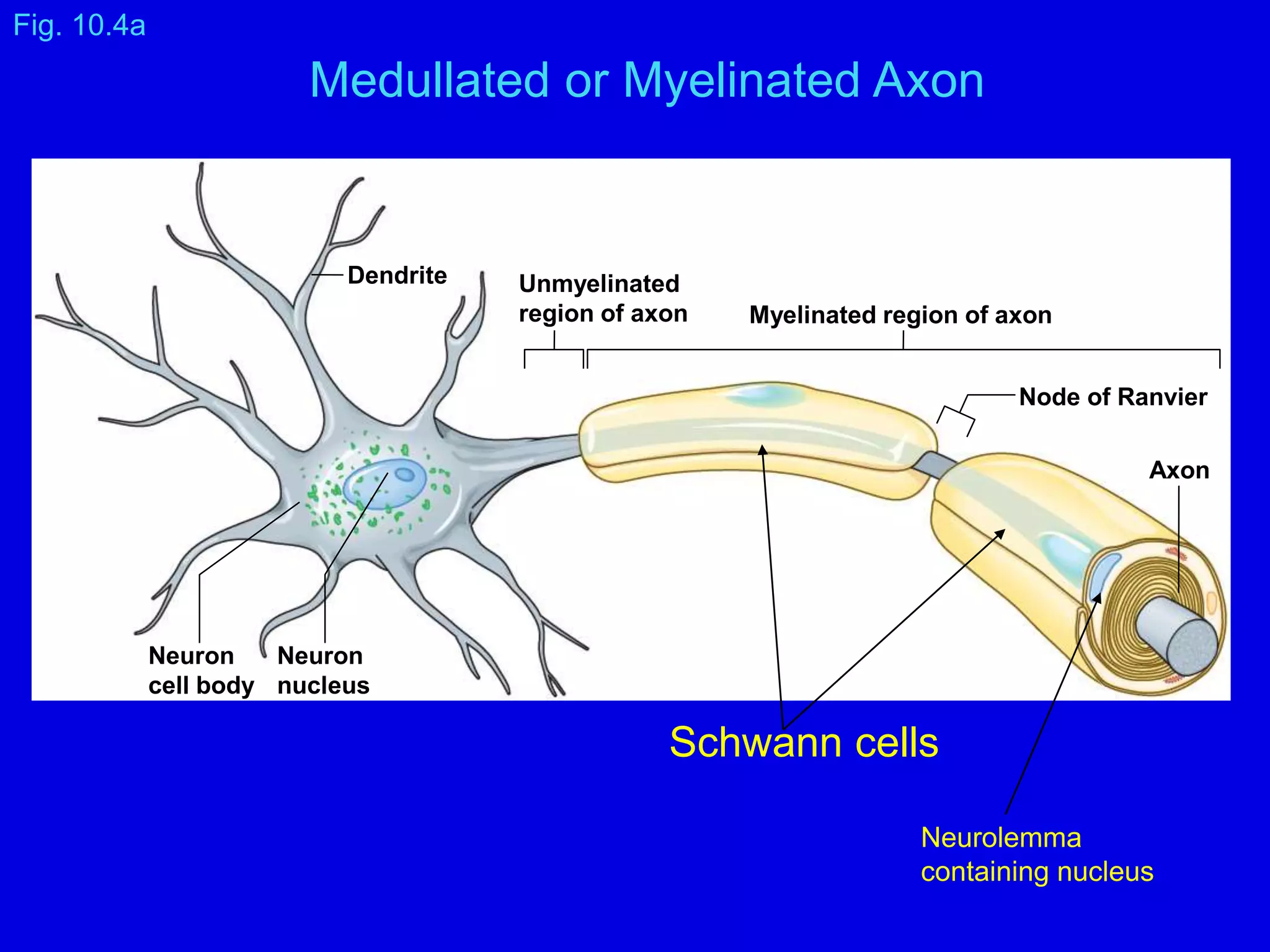 Nervous System Structure and Function.ppt