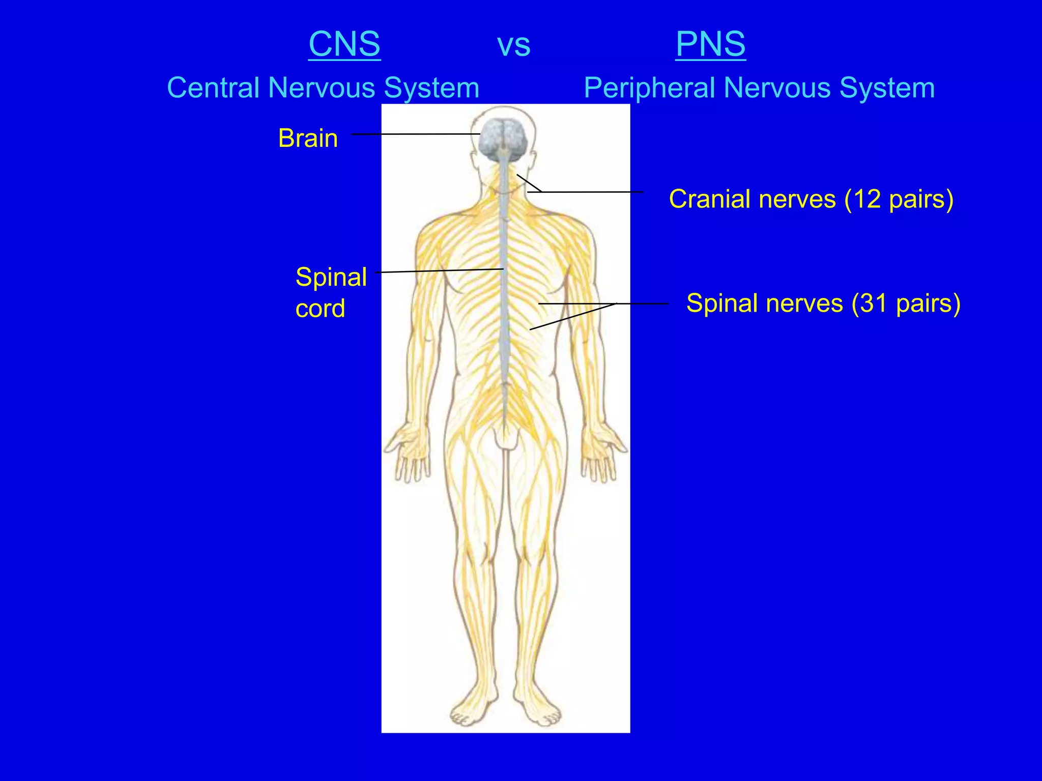 Nervous System Structure and Function.ppt