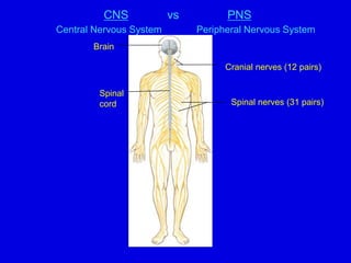 Nervous System Structure and Function.ppt