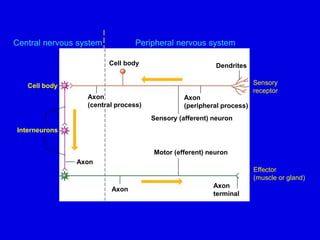 Nervous System Structure and Function.ppt