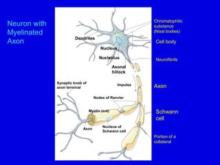 Nervous System Structure and Function.ppt