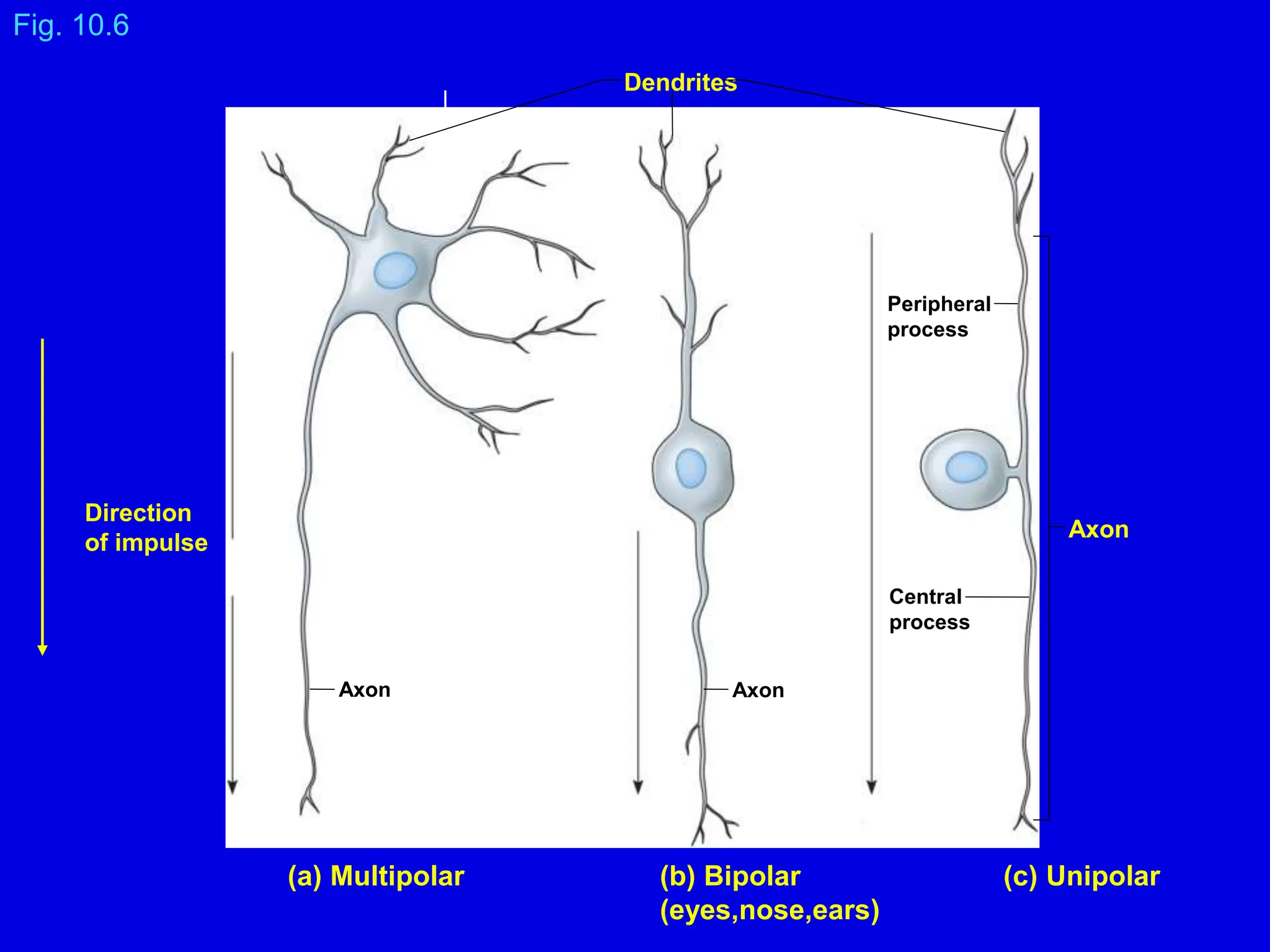 Nervous System Structure and Function.ppt | Brain and Nervous System Disorders | Diseases and ...