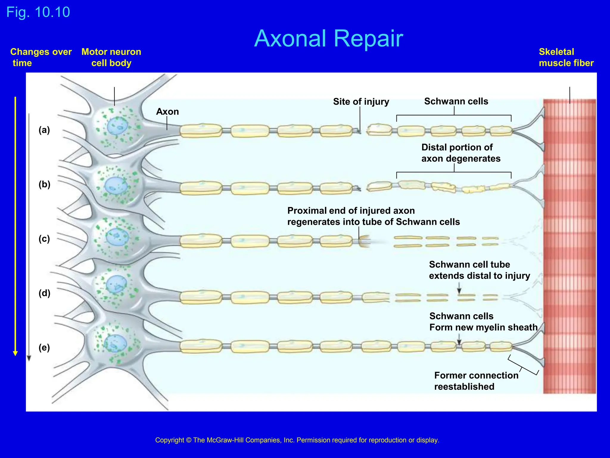 Nervous System Structure and Function.ppt