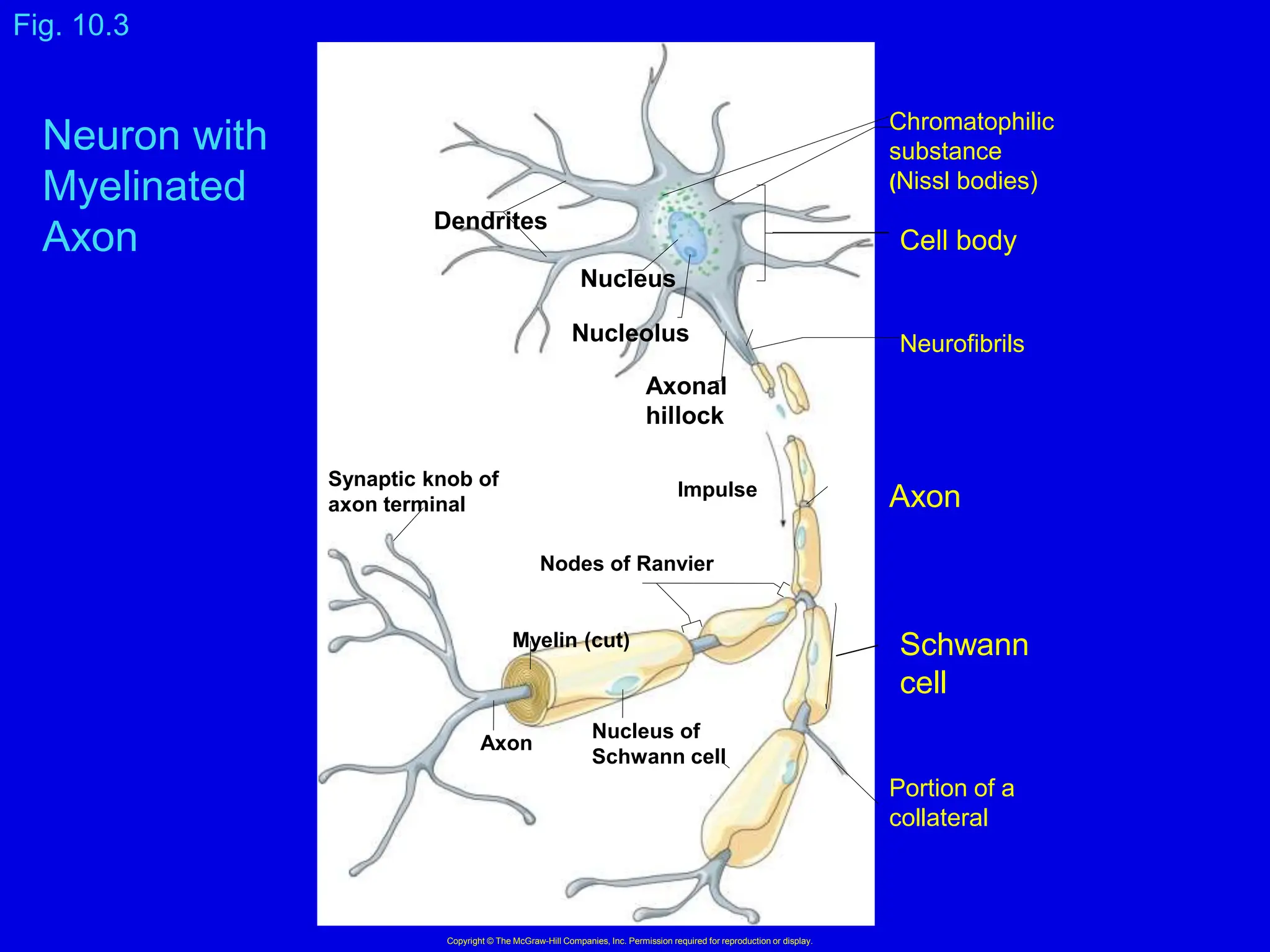 Nervous System Structure and Function.ppt