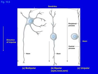Nervous System Structure and Function.ppt | Brain and Nervous System ...