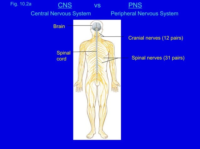 Nervous System Structure and Function.ppt