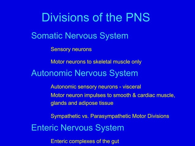 Nervous System Structure and Function.ppt