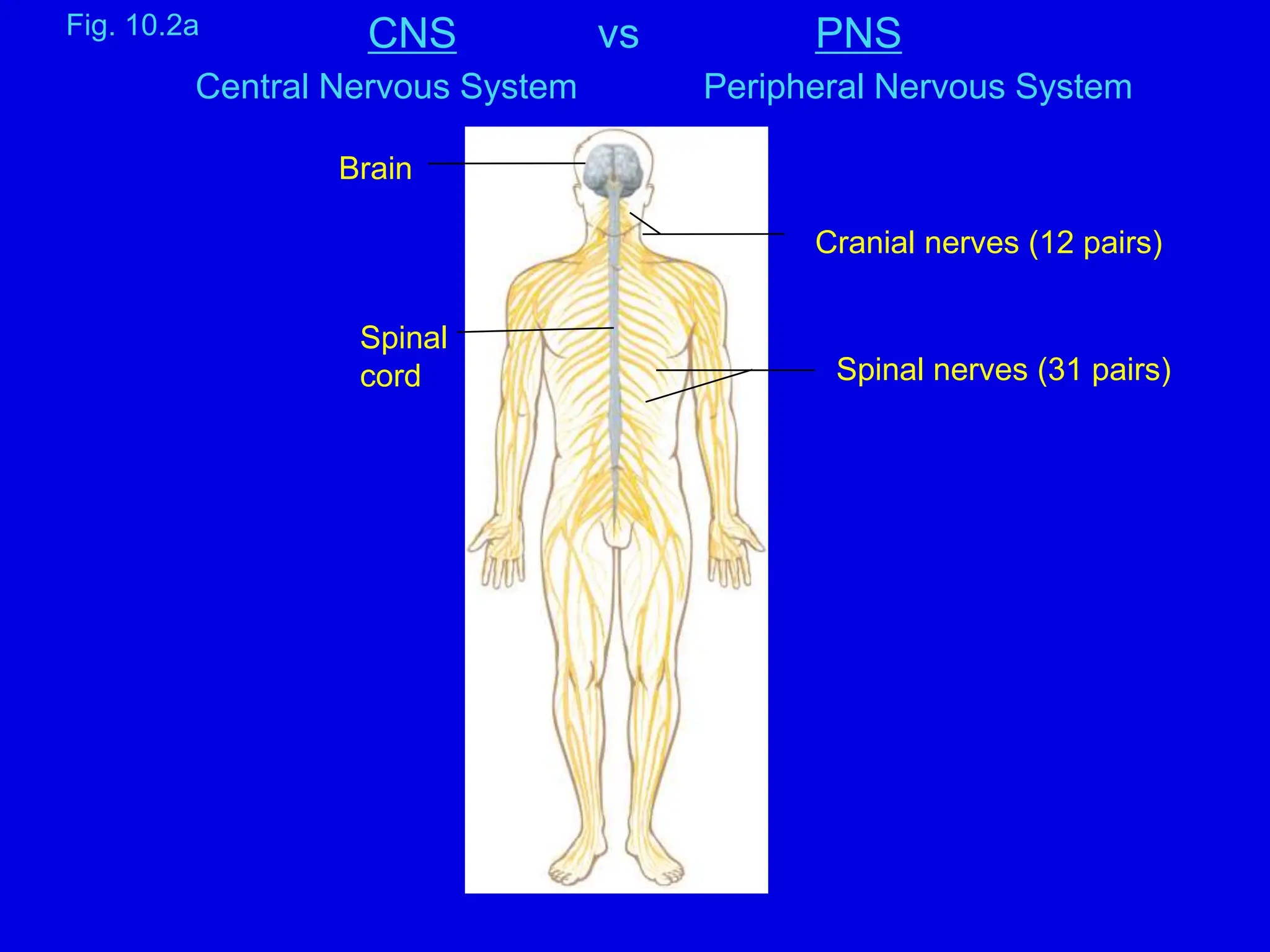 Nervous System Structure and Function.ppt