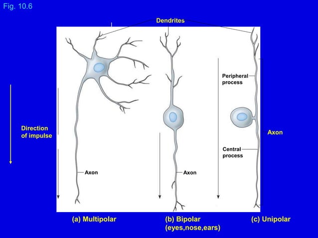Nervous System Structure and Function.ppt