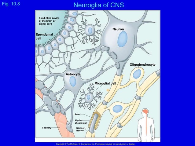 Nervous System Structure and Function.ppt