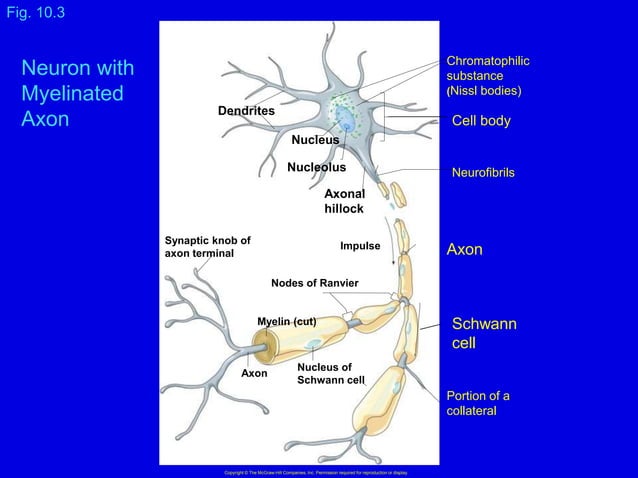 Nervous System Structure and Function.ppt