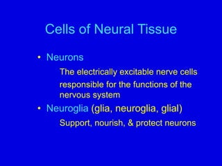 Nervous System Structure and Function.ppt