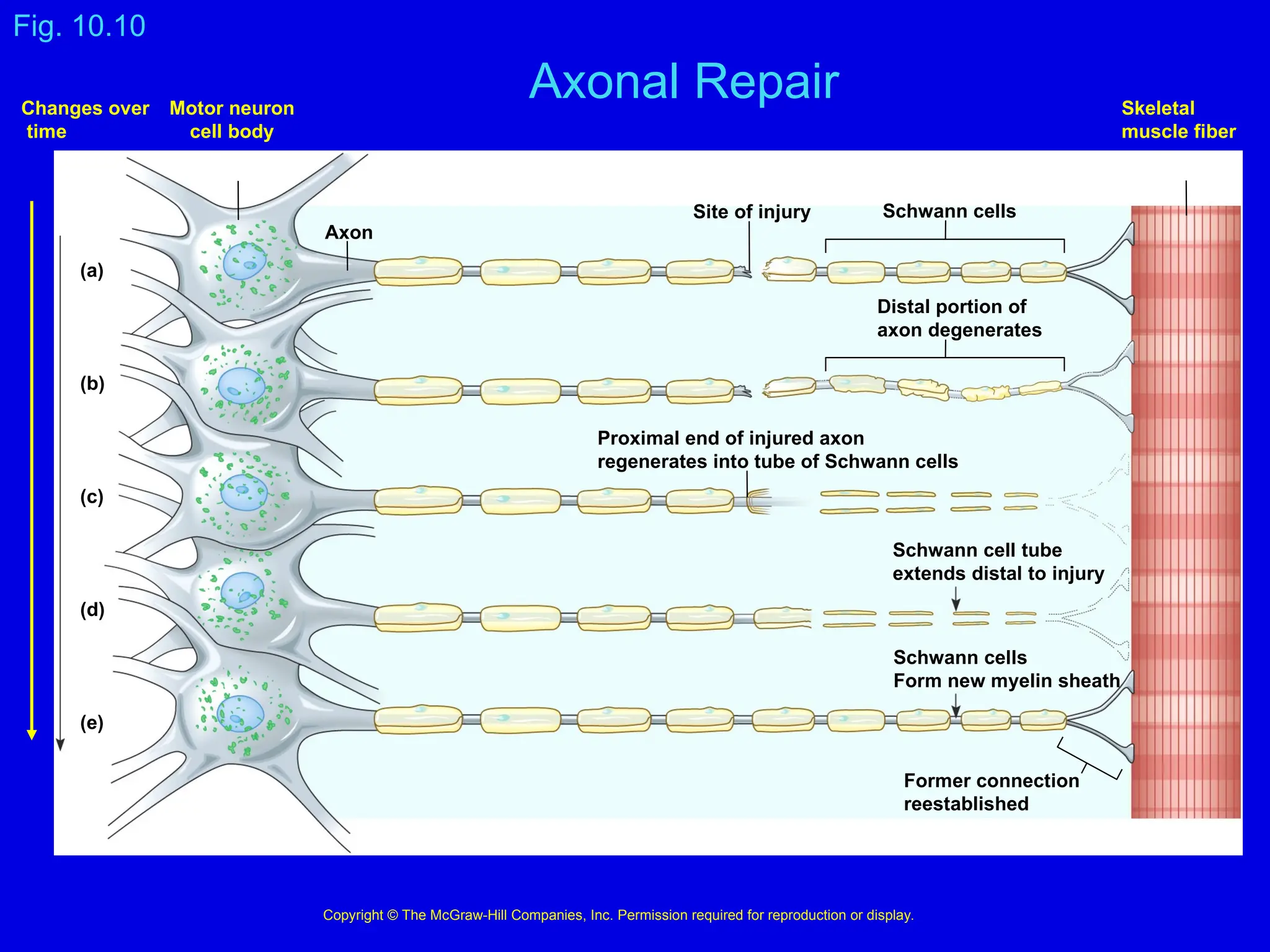 Nervous System Structure and Function.ppt
