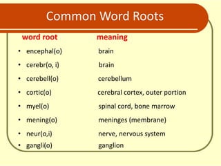 nervous system terminology .pdf