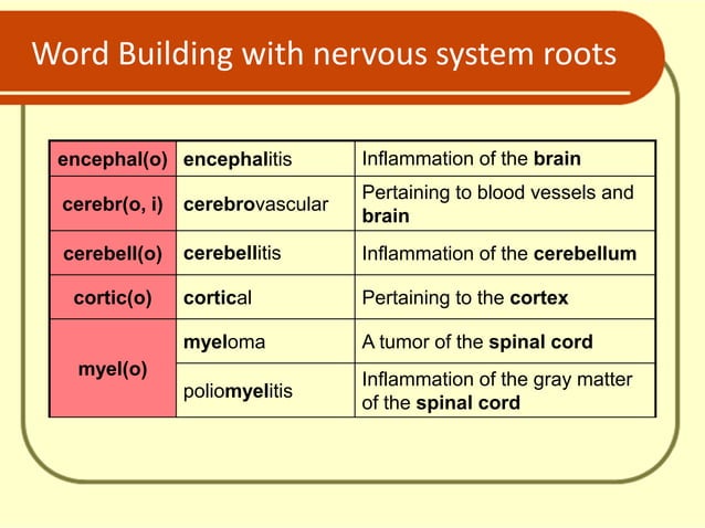 nervous system terminology .pdf | Brain and Nervous System Disorders ...