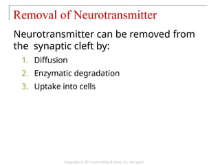 Nervous System Tortora Ch.12 (Neurology) | PPTX