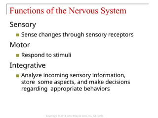Nervous System Tortora Ch.12 (Neurology) | PPTX