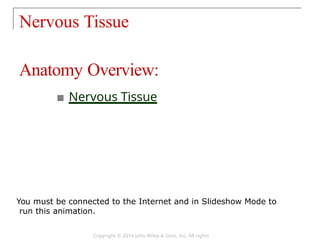 Nervous System Tortora Ch.12 (Neurology) | PPTX