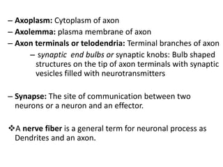 Nervous system unit iii stds | PPTX | Brain and Nervous System ...