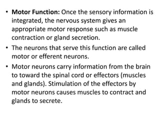 Nervous system unit iii stds | PPTX | Brain and Nervous System ...