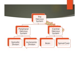 Nervous systerm | PPT