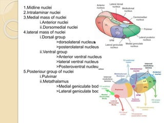 Thalamus physiology | PPTX