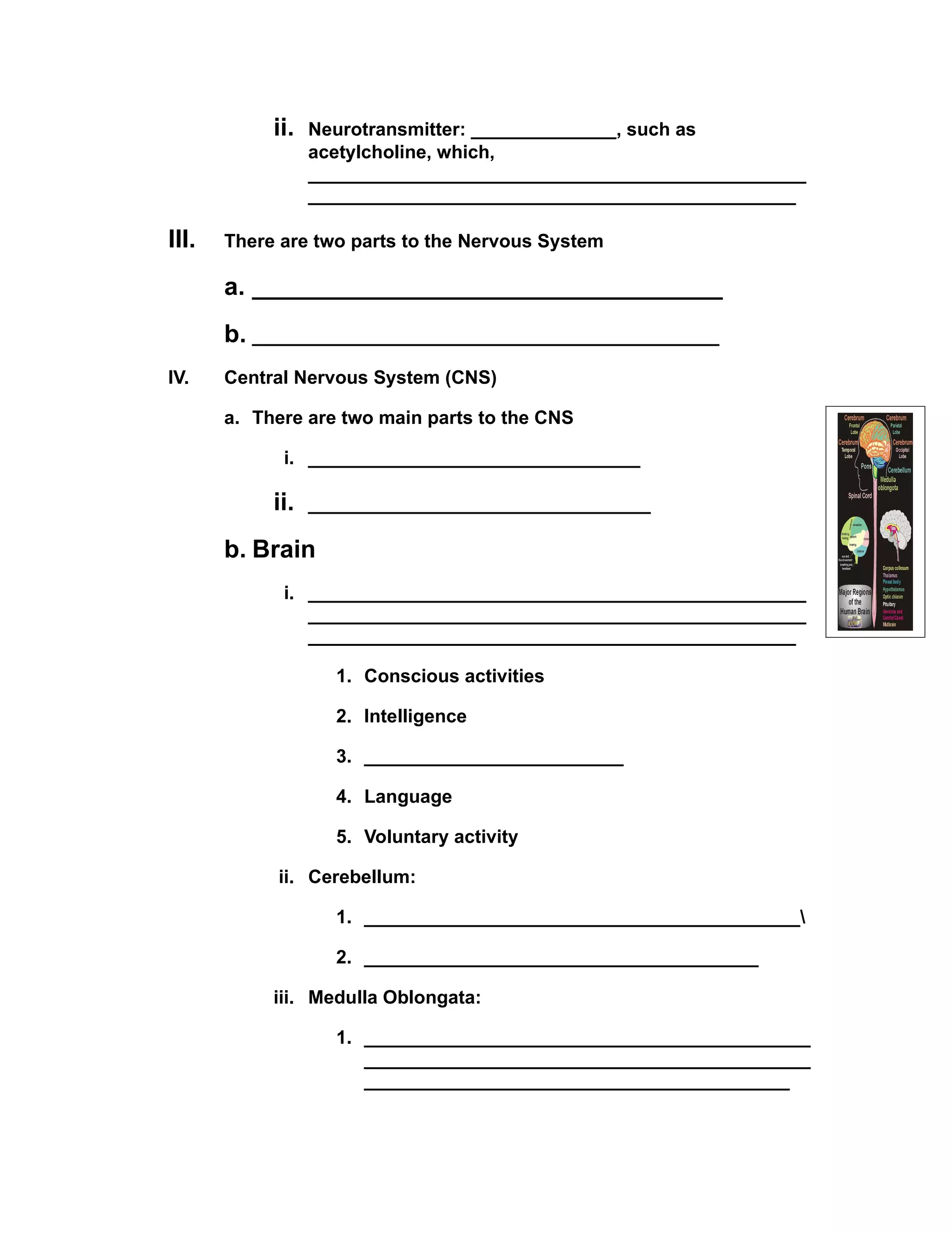 Nervous sytem | DOC | Brain and Nervous System Disorders | Diseases and ...