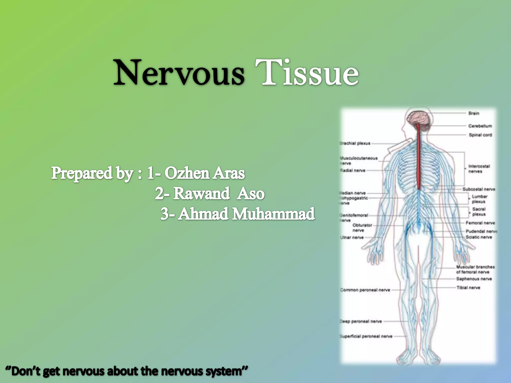 Nervous tissue (Histology) | PPTX