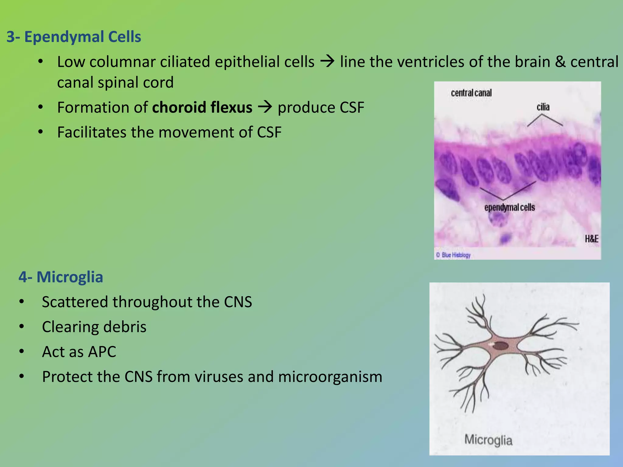 Nervous tissue (Histology) | PPTX
