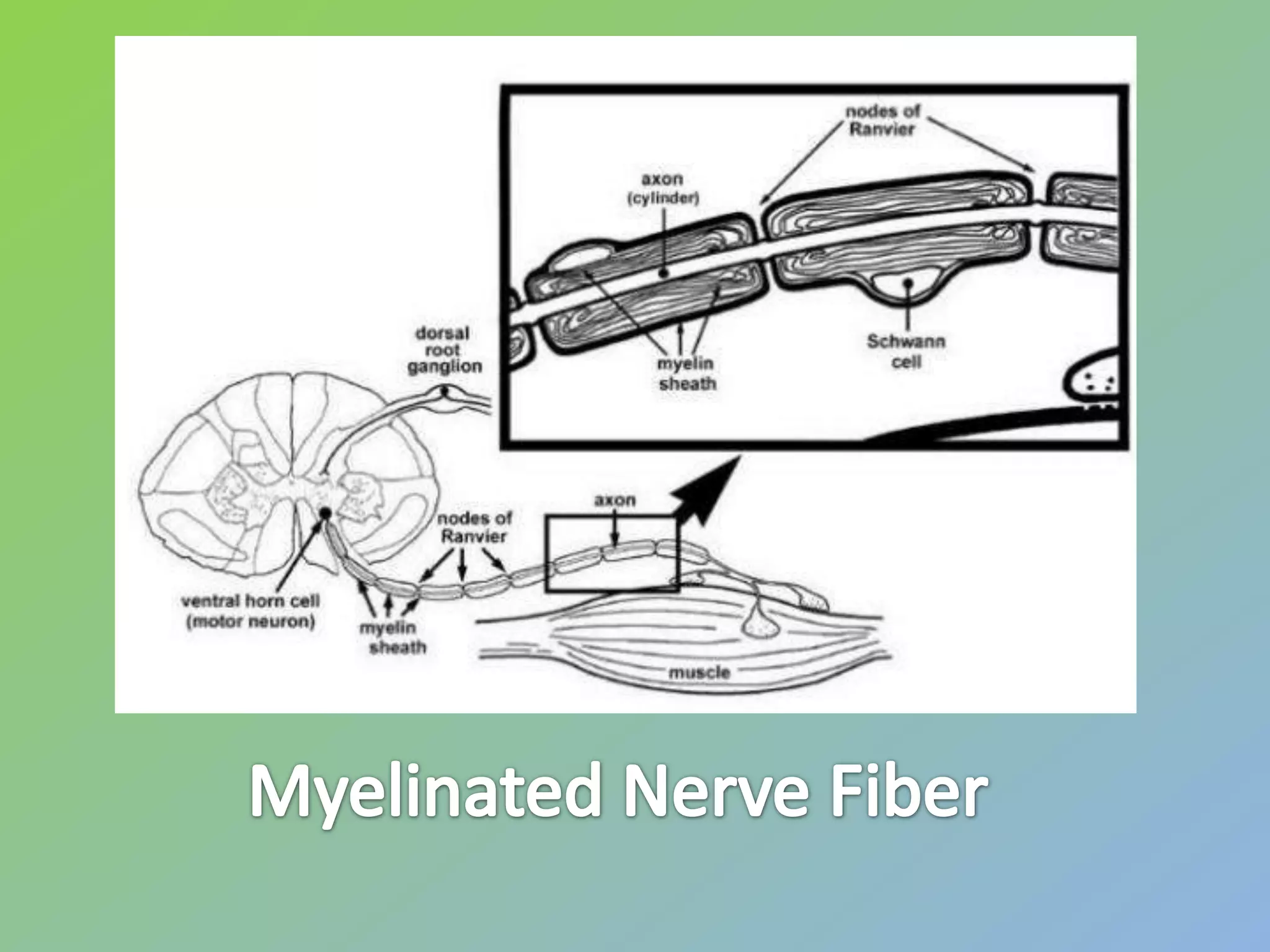 Nervous tissue (Histology) | PPTX