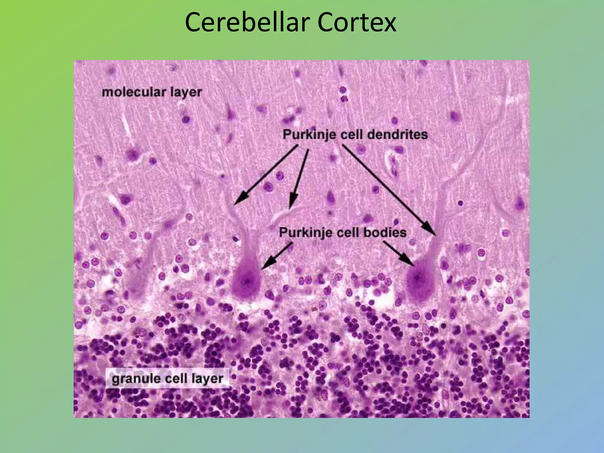 Nervous tissue (Histology) | PPTX