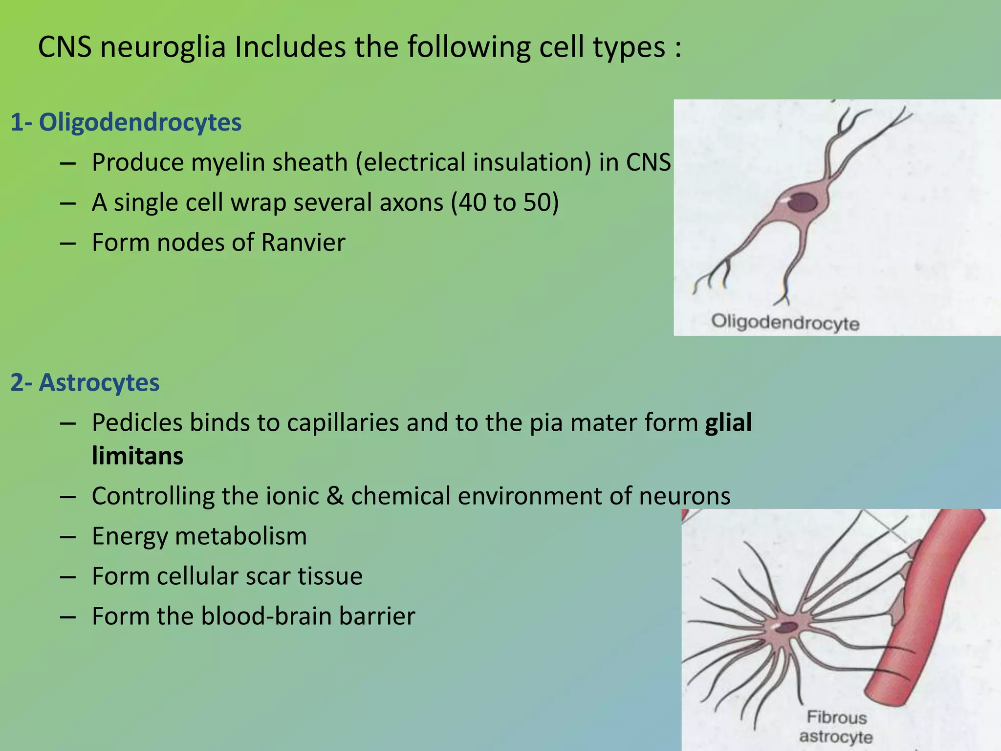 Nervous tissue (Histology) | PPTX