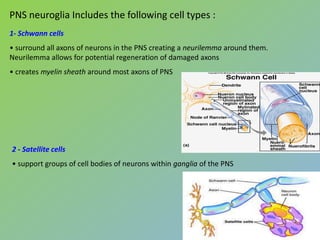 Nervous tissue (Histology) | PPTX
