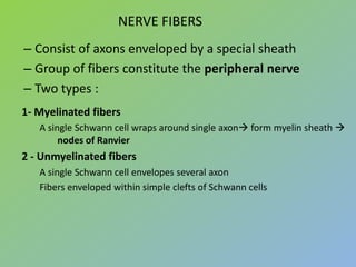 Nervous tissue (Histology) | PPTX