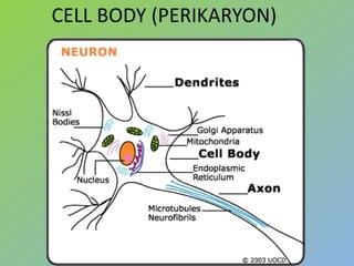 Nervous tissue (Histology) | PPTX