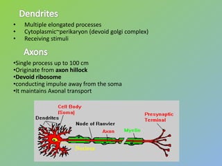 Nervous tissue (Histology) | PPTX