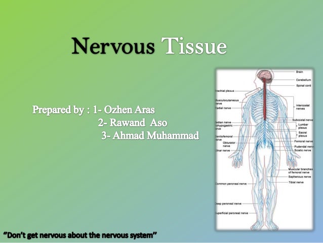 Medical Learner Histology Nervous Tissue 1st Year Medical Learner Histology Nervous Tissue 1st Year