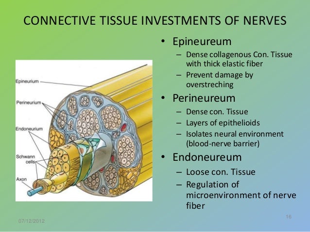 Nervous tissue (Histology)