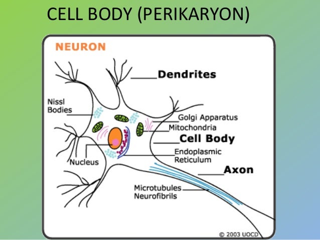 Nervous tissue (Histology)