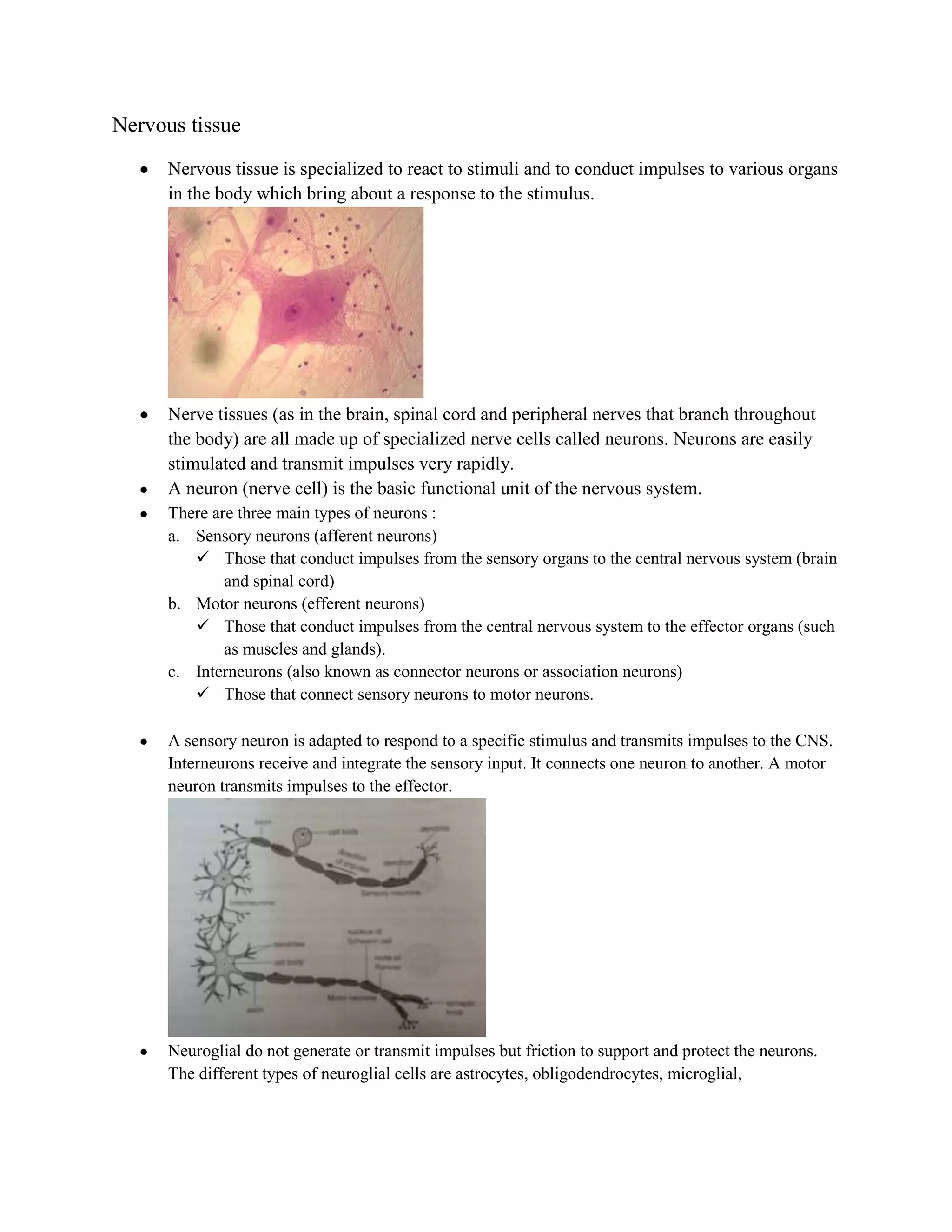 Nervous tissue | DOCX | Brain and Nervous System Disorders | Diseases ...