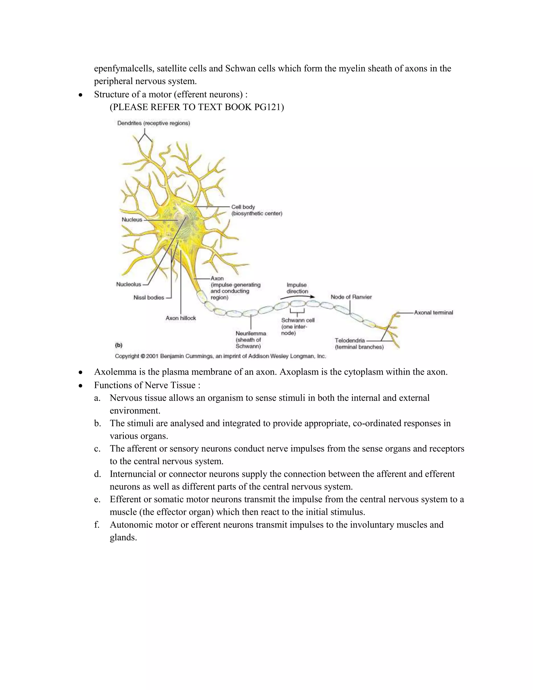 Nervous tissue | DOCX | Brain and Nervous System Disorders | Diseases ...